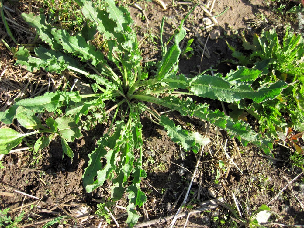 Curly Dock - Weekly Weeder #32 and Wildcrafting Wednesday